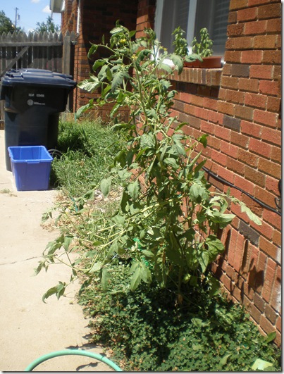 Urban Garden Hoe: Overgrown Plants!